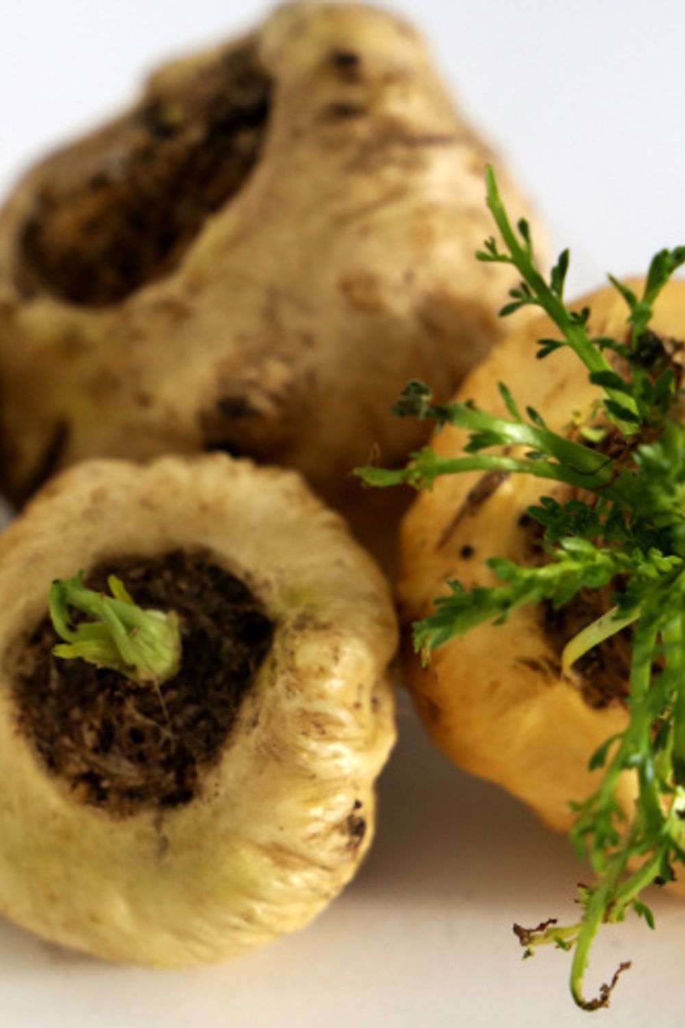 What is the best maca? | Maca types & their benefits