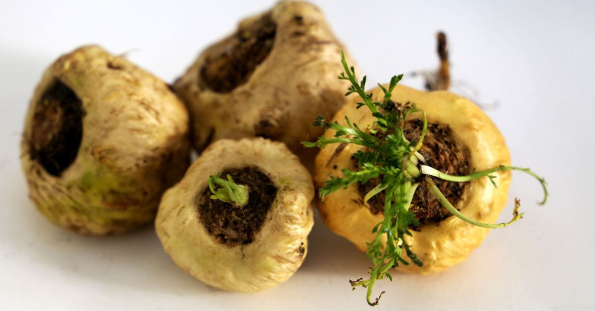 What is the best maca? | Maca types & their benefits